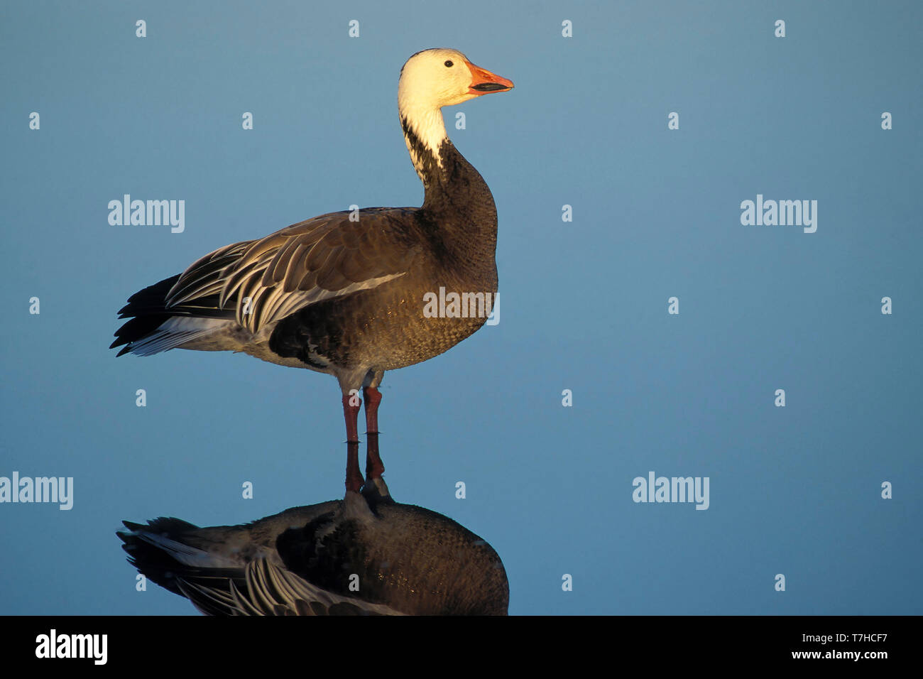 Snow goose morph adult hi-res stock photography and images - Alamy