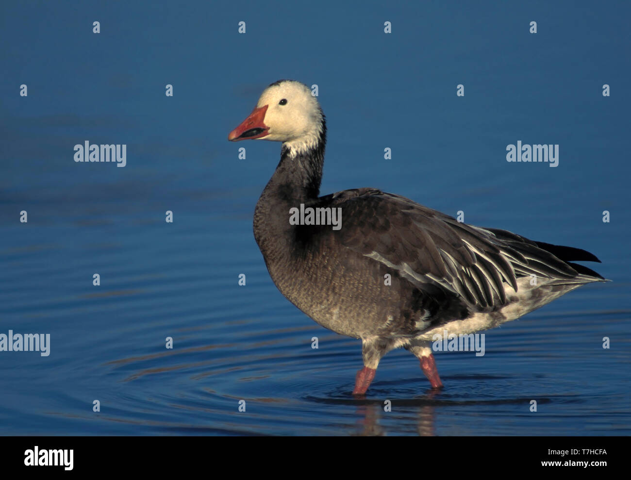 Adult blue morph Snow Goose (Anser caerulescens) Socorro Co., N.M ...