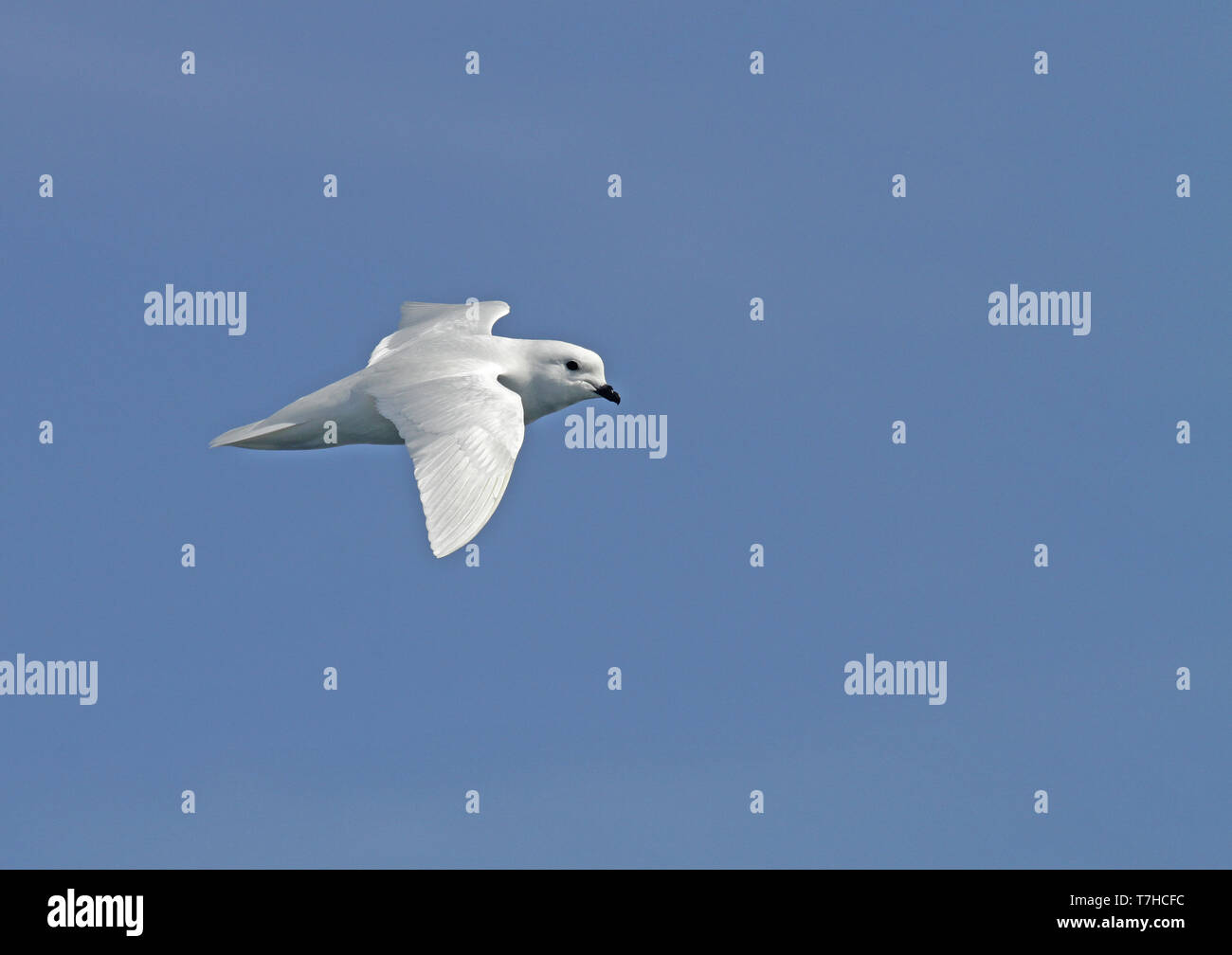 Snow Petrel (Pagodroma nivea) in flight over the southern atlantic ...