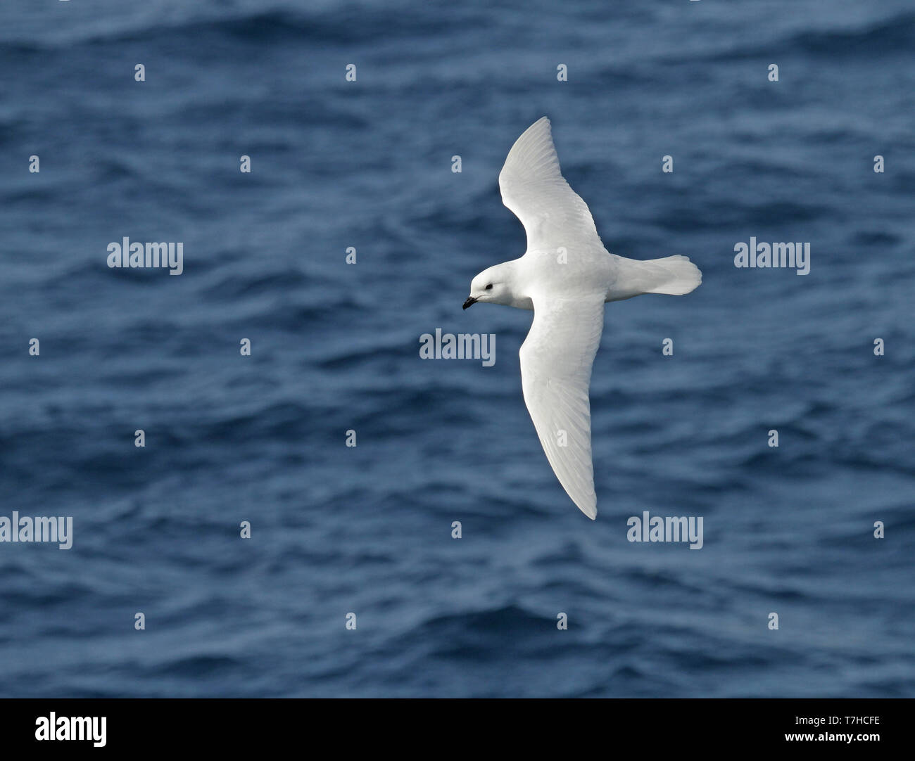 Snow Petrel (Pagodroma nivea) in flight over the southern atlantic ...