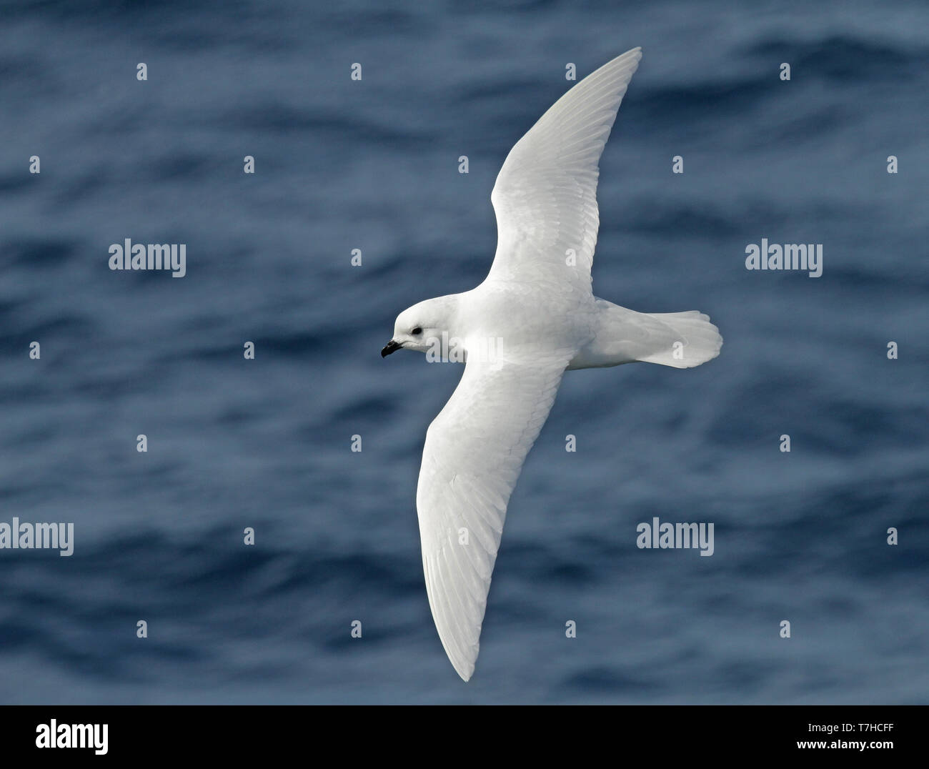 Snow Petrel (Pagodroma nivea) in flight over the southern atlantic ...