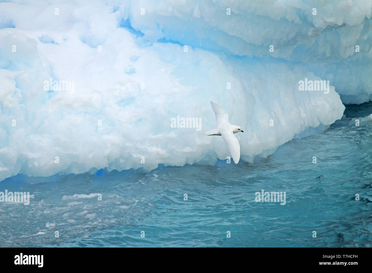 Snow Petrel (Pagodroma nivea) in flight over the southern atlantic ...