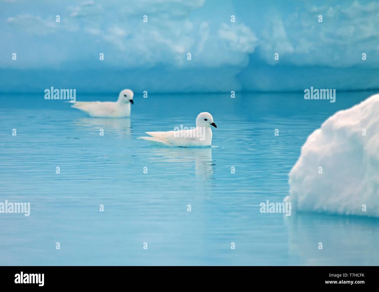 Two Snow Petrels (Pagodroma nivea) swimming in cold blue seawater in ...
