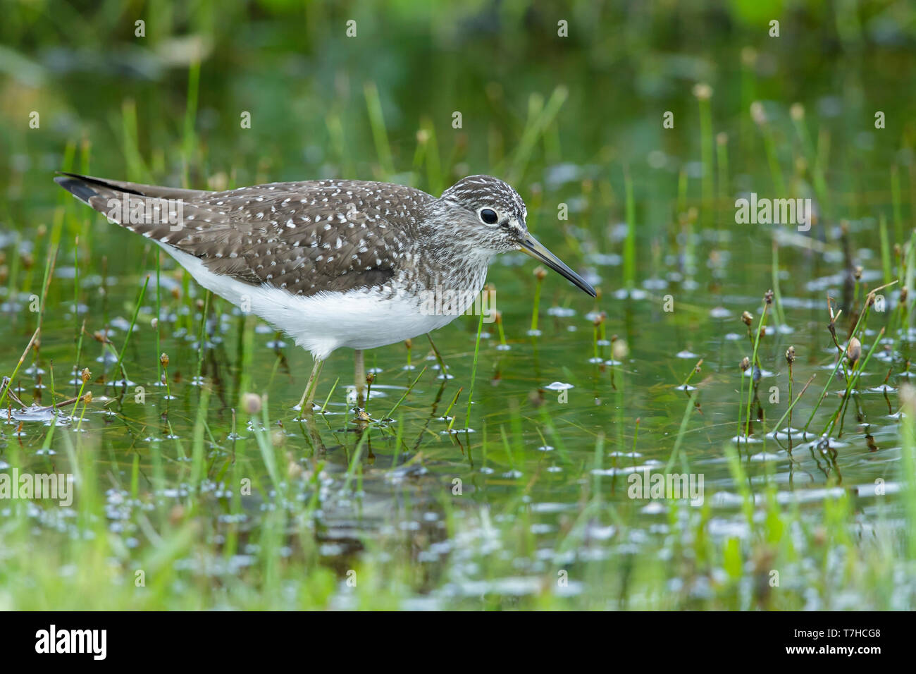 Adult breeding Solitary Sandpiper (Tringa solitaria) standing in a ...