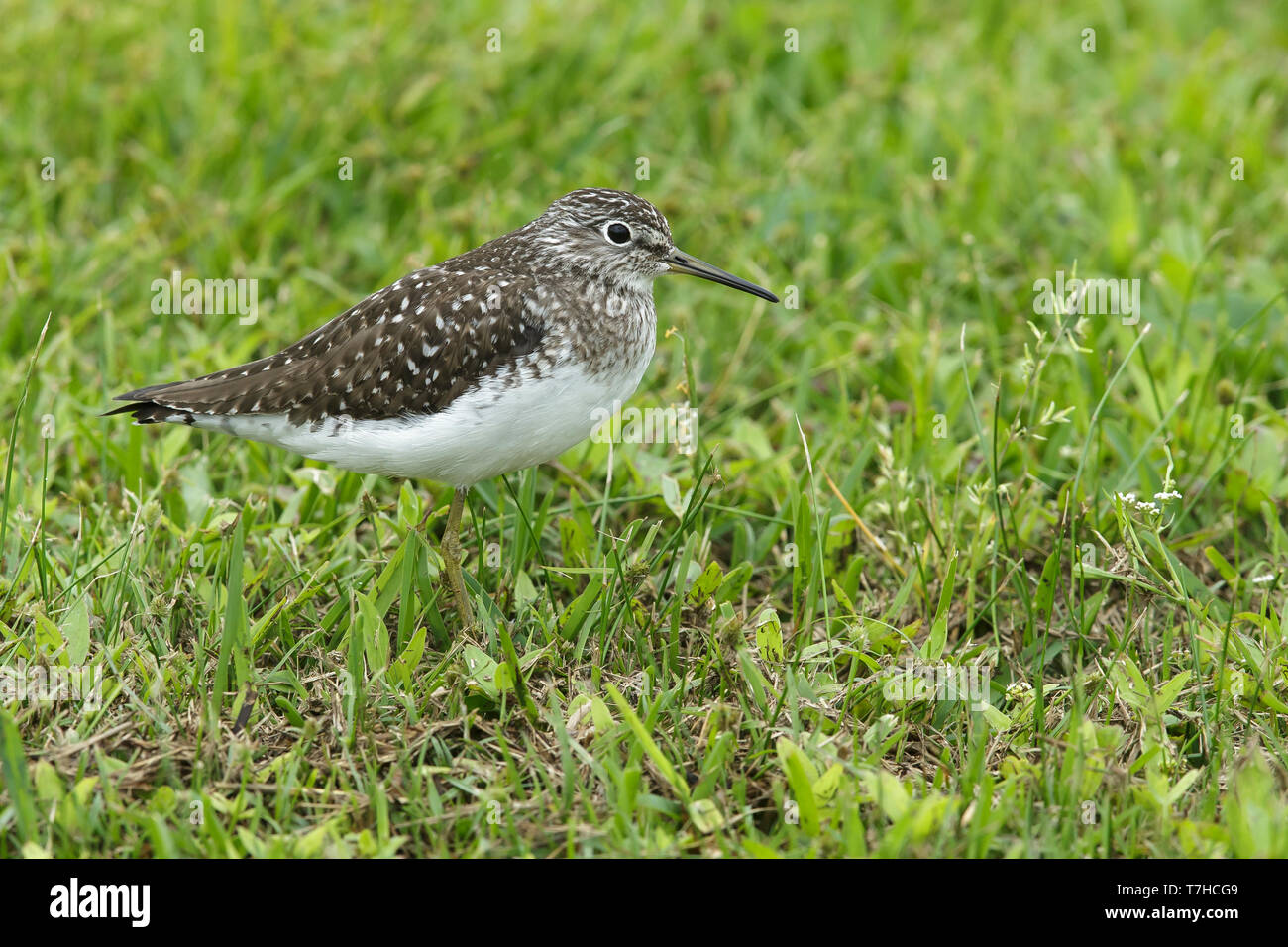 Adult breeding Solitary Sandpiper (Tringa solitaria) standing in a ...