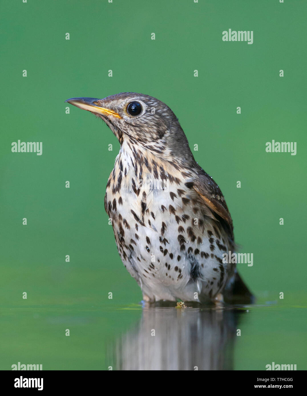 Watching for danger hi-res stock photography and images - Alamy