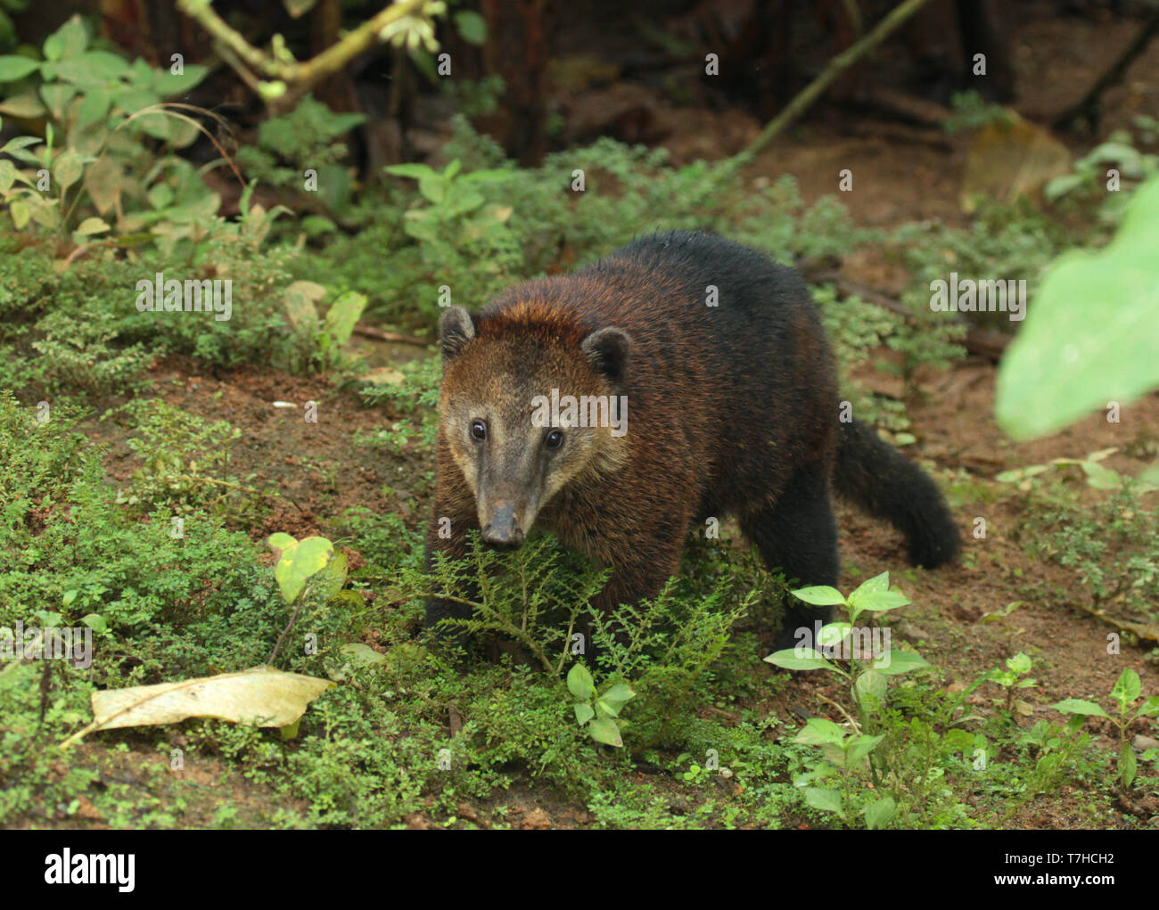 South american coati ring tailed coati hi-res stock photography and ...