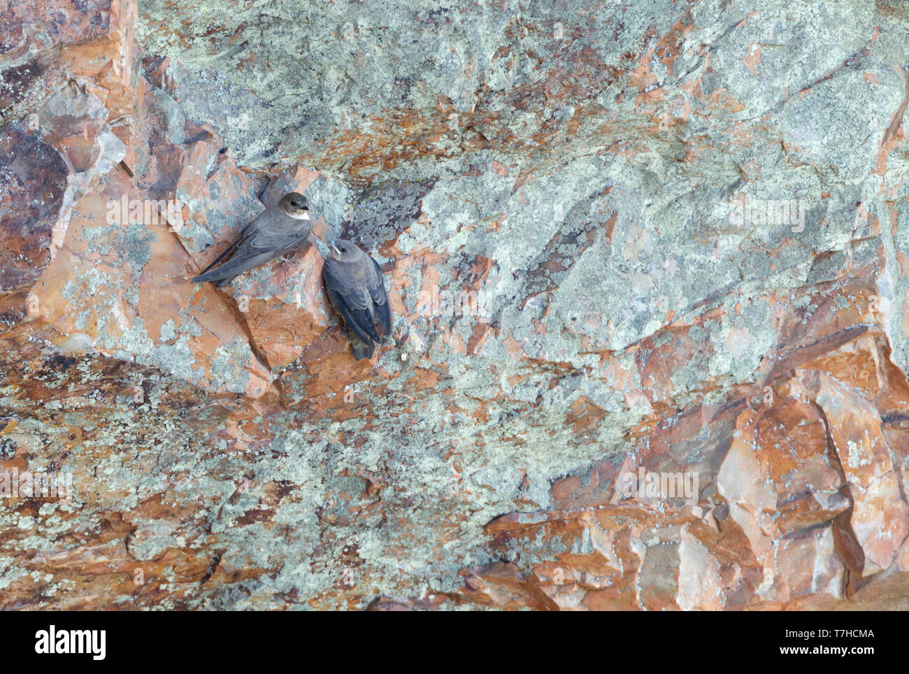 Rock martin with young Stock Photo - Alamy