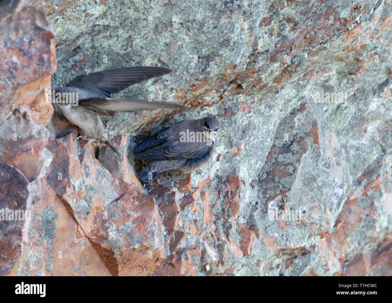 Rock martin with young Stock Photo - Alamy