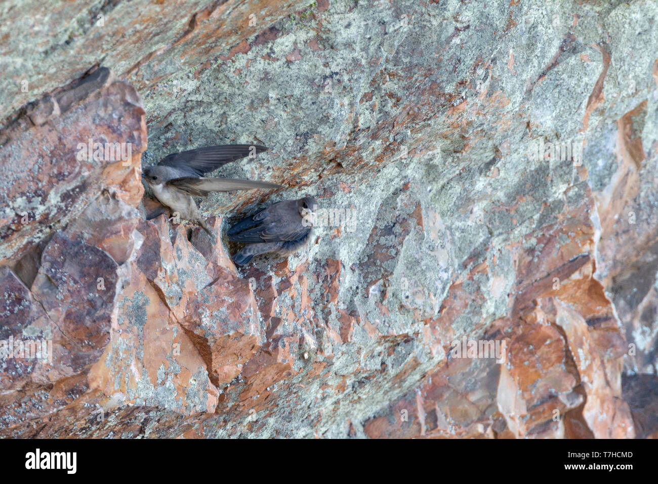 Rock martin ptyonoprogne fuligula hi-res stock photography and images ...