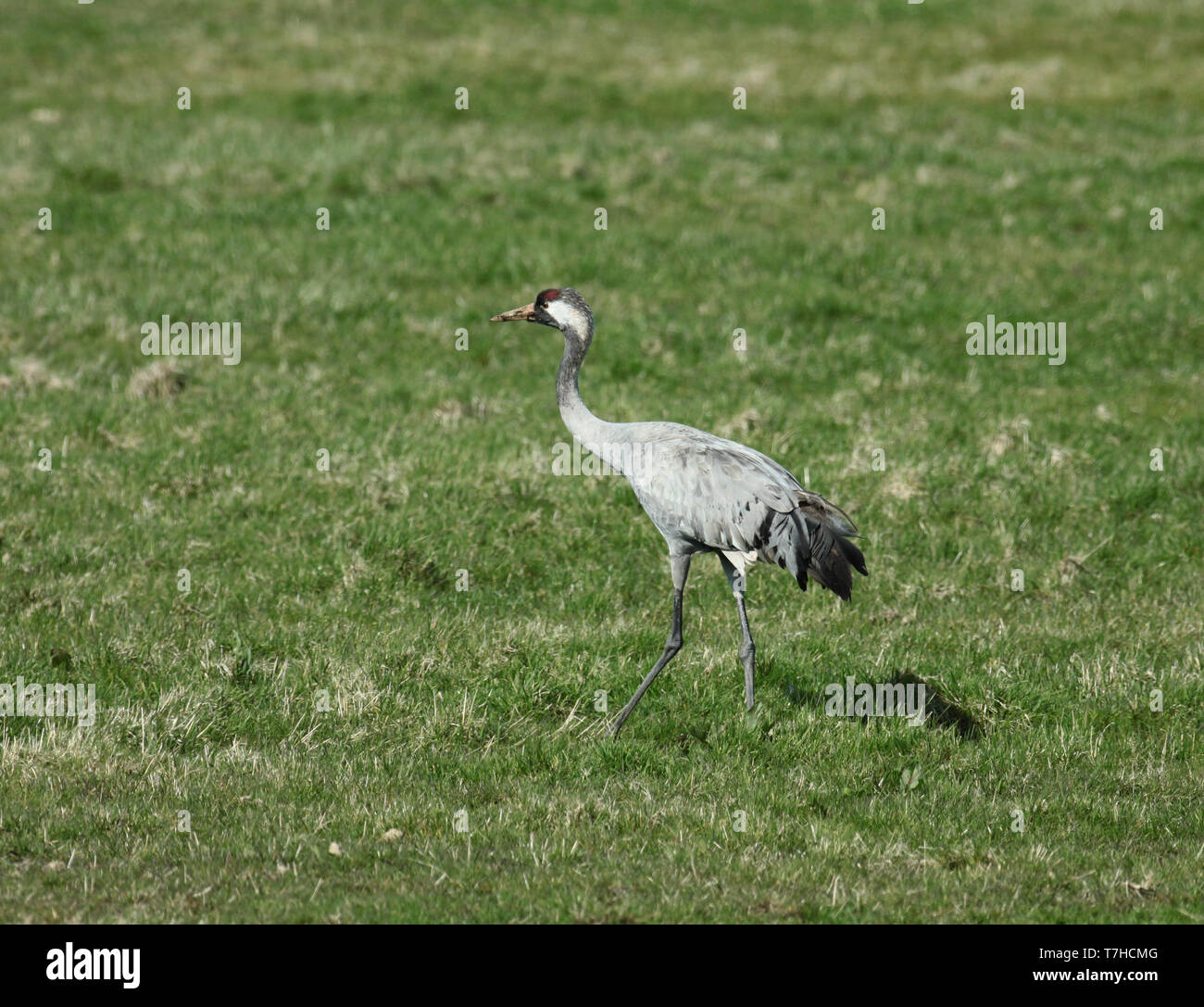 Second winter Common Crane (Grus grus) standing and seen from the side ...