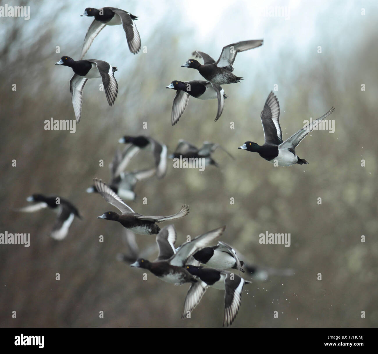 Ring Neck Duck Flying