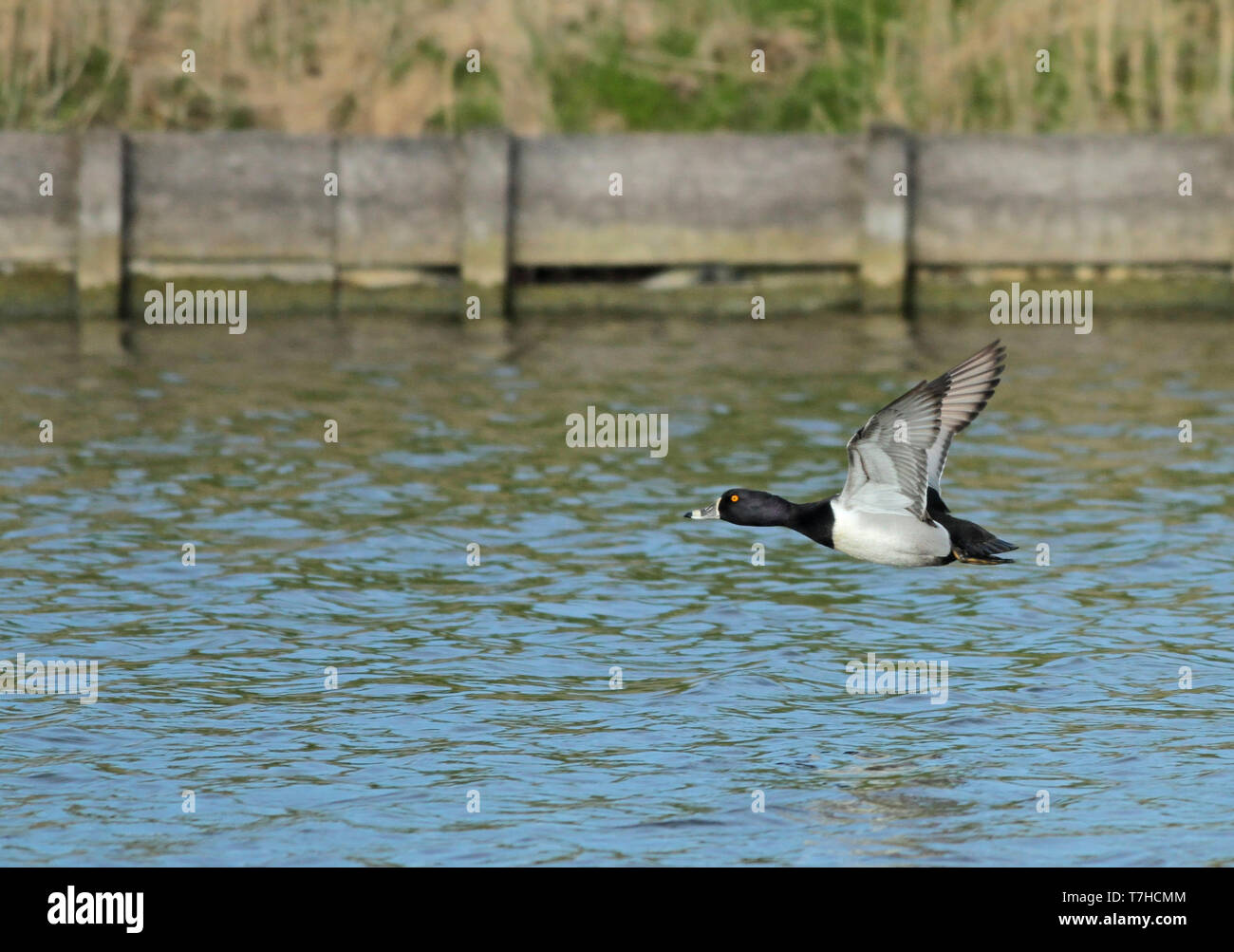 Flying ring necked duck hi-res stock photography and images - Alamy