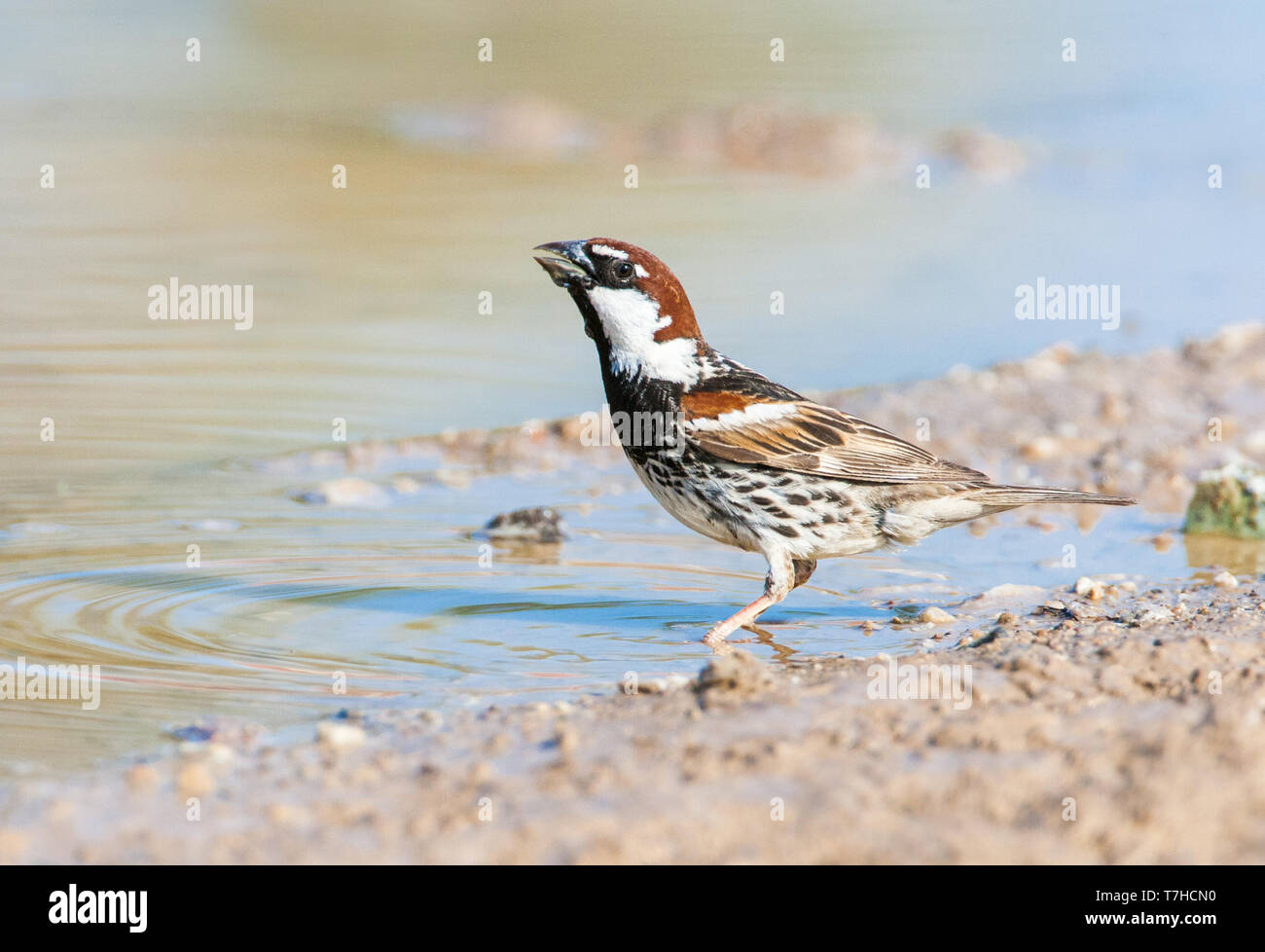 Spanish Sparrow (Passer hispaniolensis) male drinking from rainwater ...