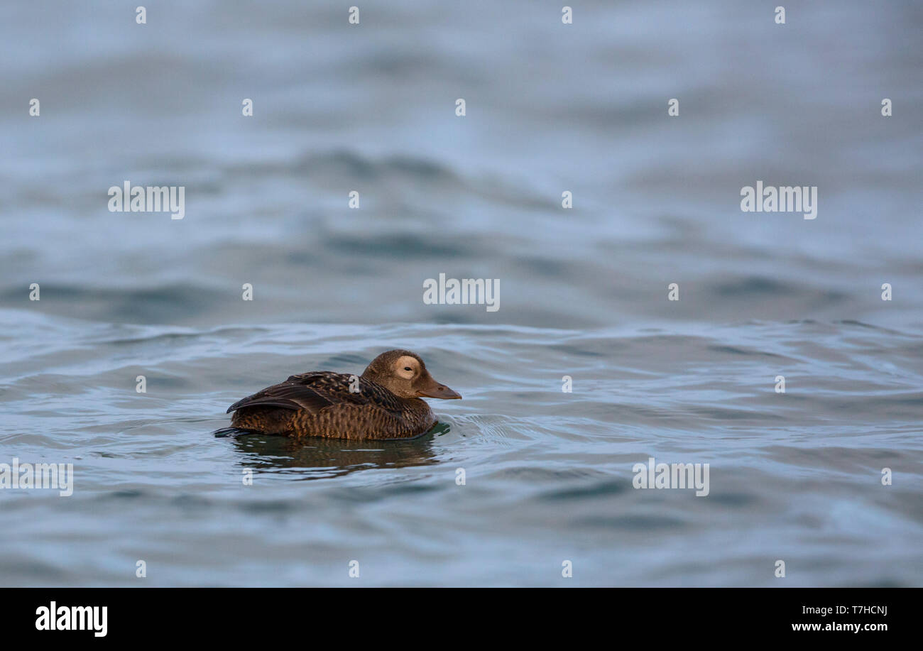 First-winter male Spectacled Eider (Somateria fischeri) bobbing in the ...