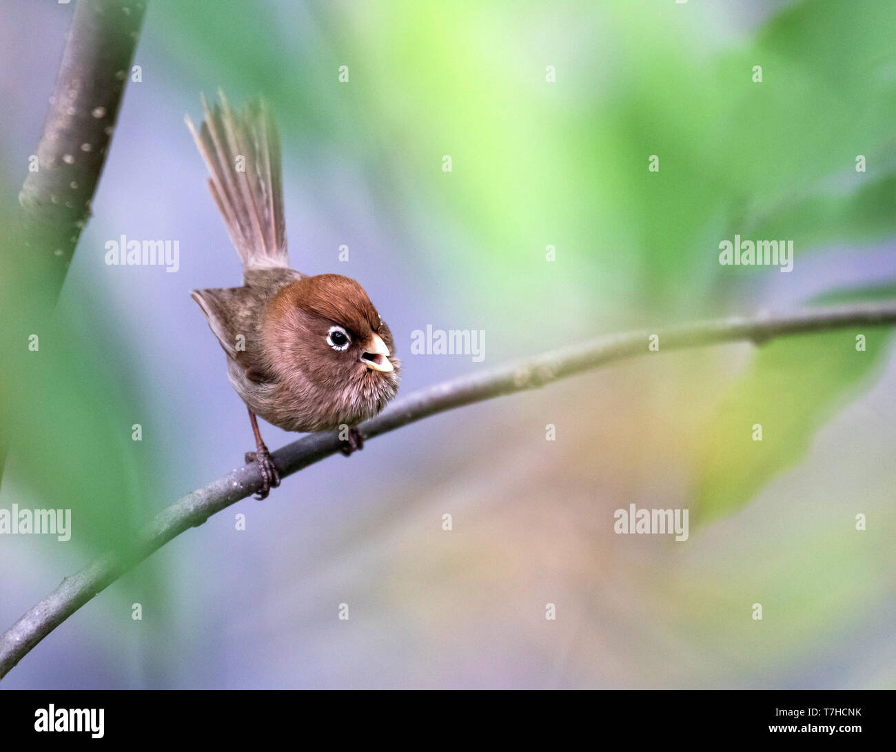 Spectacled parrotbill hi-res stock photography and images - Alamy