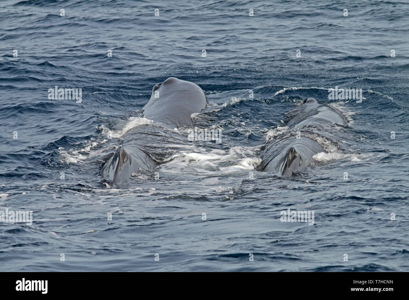 Sperm Whale (Physeter macrocephalus Stock Photo - Alamy
