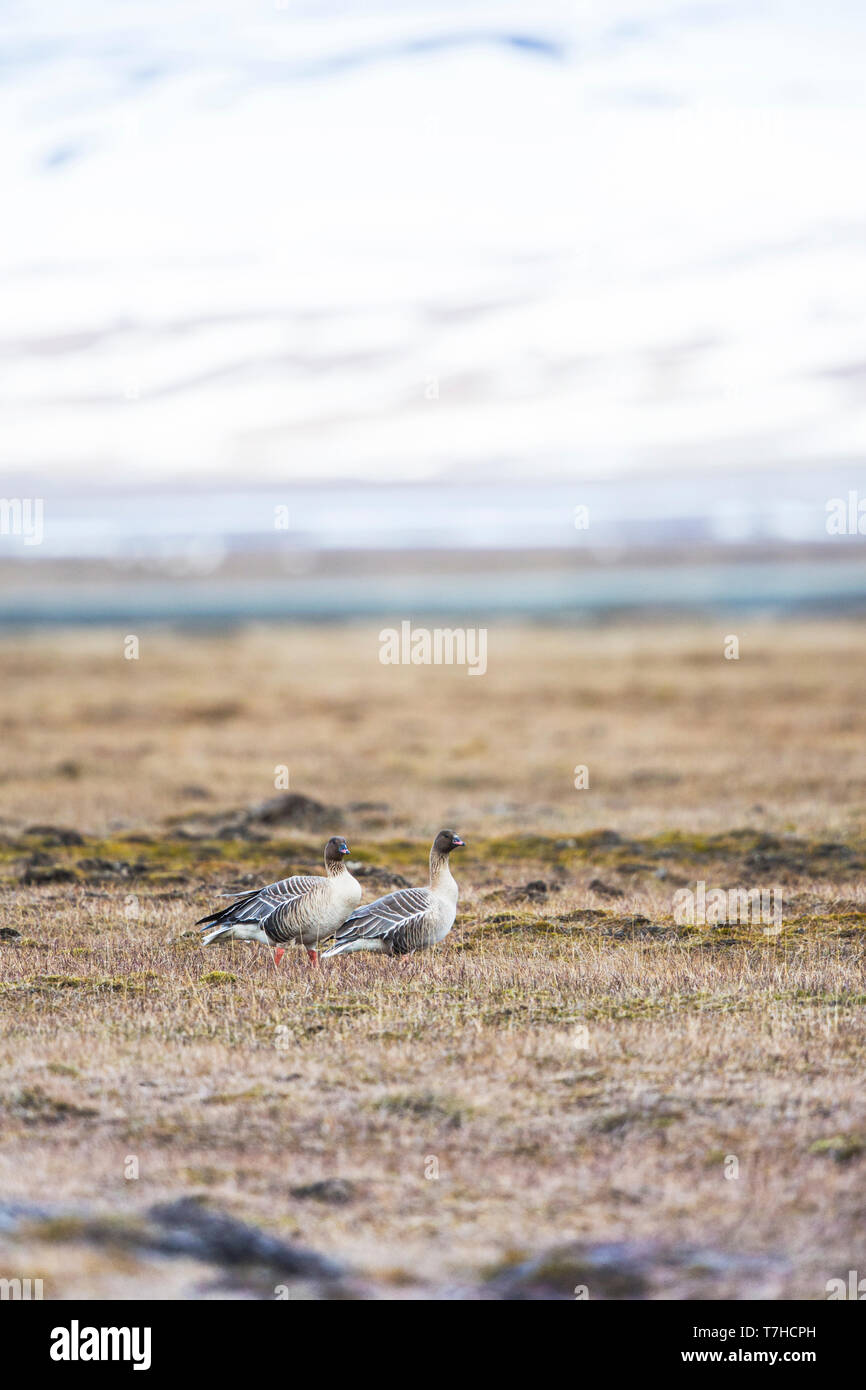 Pink-footed Goose, Kleine Rietgans, Anser brachyrhynchus Stock Photo ...