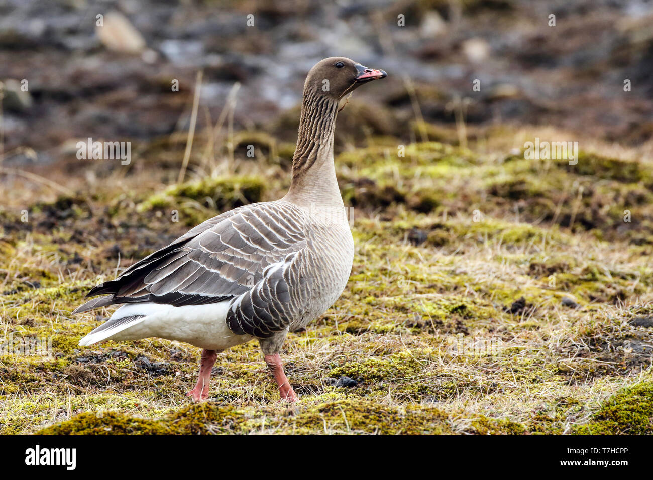 Pink-footed Goose, Kleine Rietgans, Anser brachyrhynchus Stock Photo ...