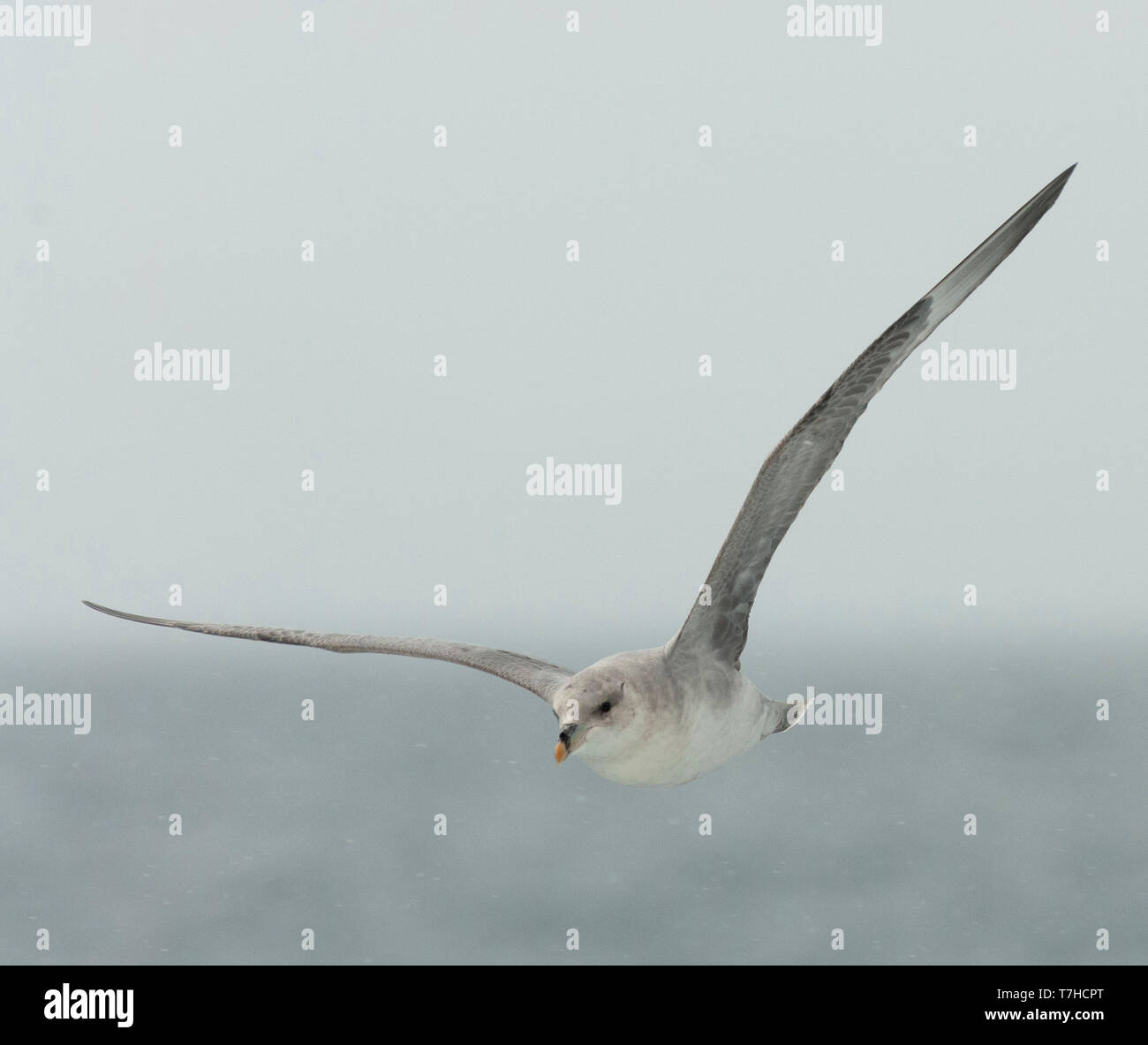 North pole flight hi-res stock photography and images - Alamy