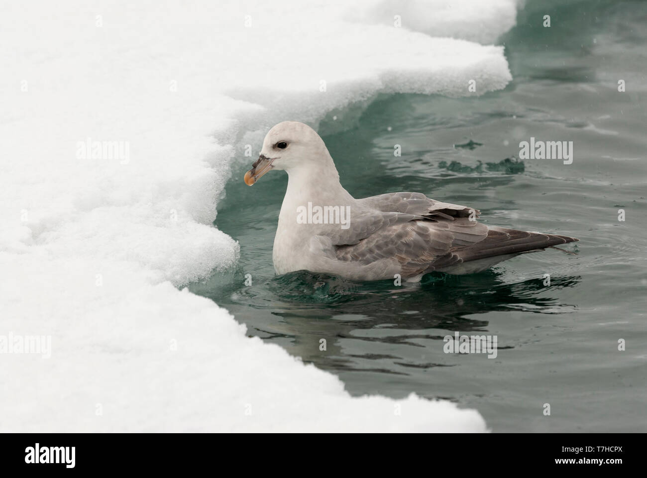 Pack ice pole hi-res stock photography and images - Alamy