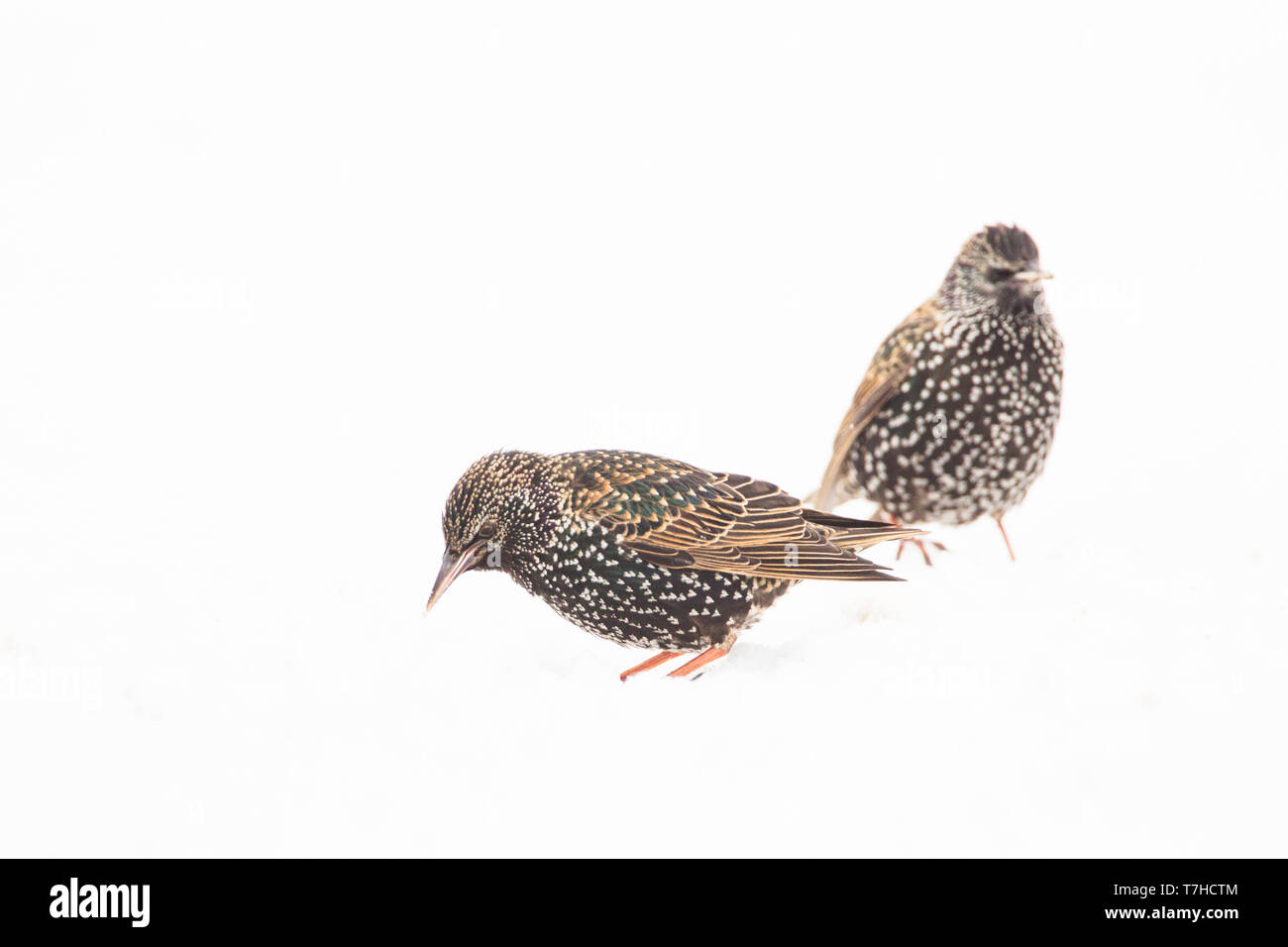 Europe starling Cut Out Stock Images & Pictures - Alamy