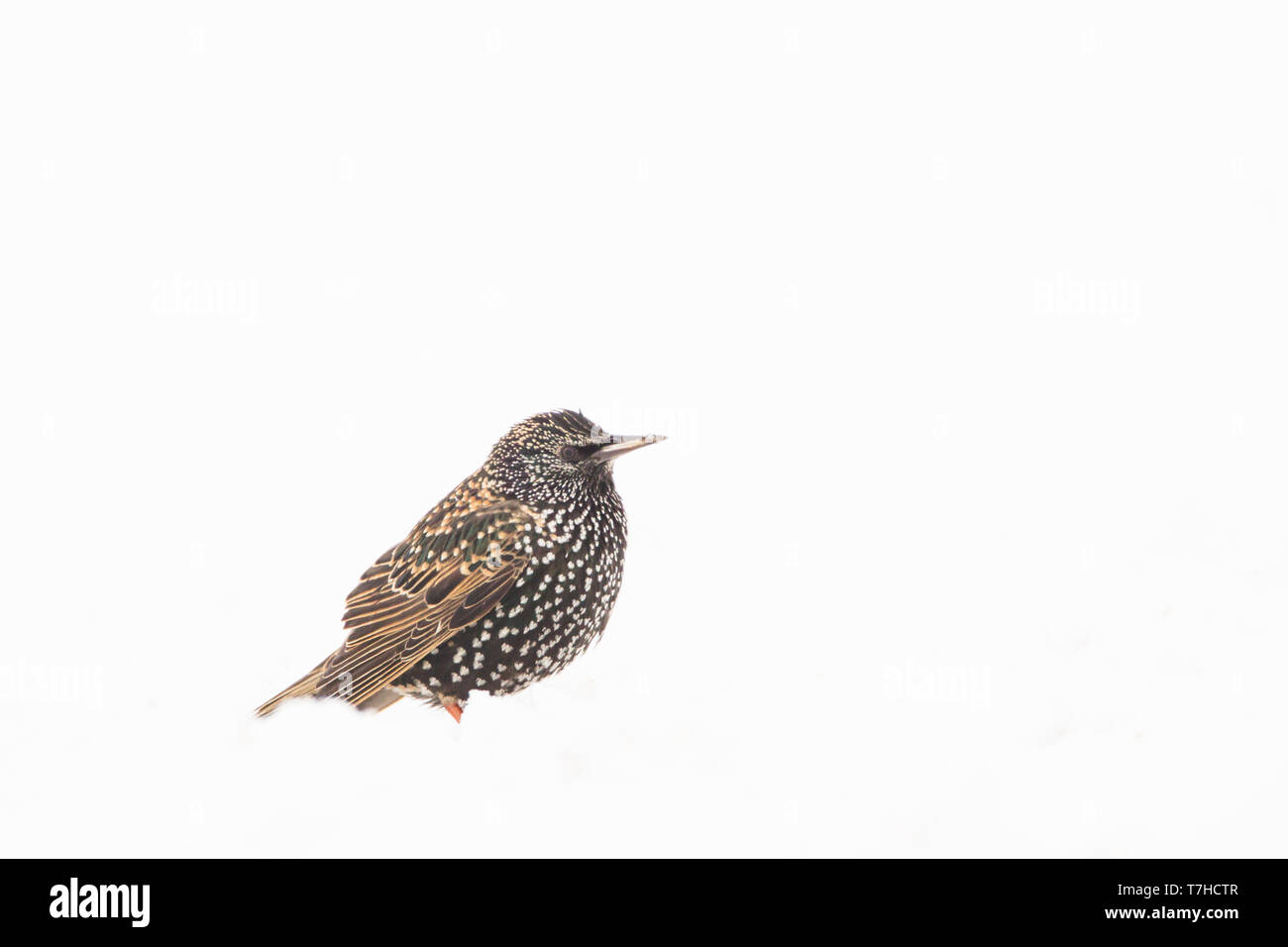 Starling in winter plumage Cut Out Stock Images & Pictures - Alamy