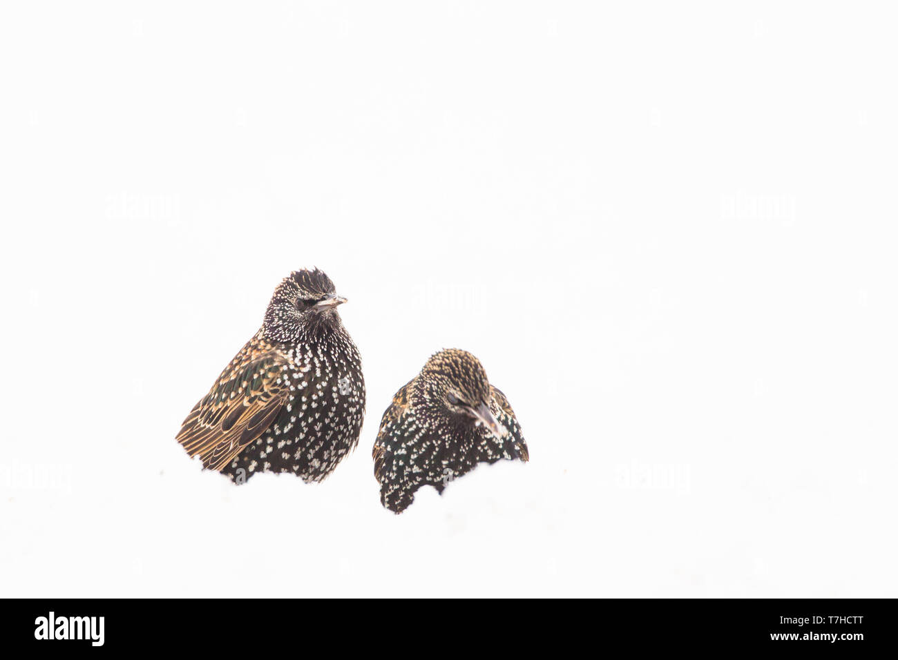 Starling in winter plumage Cut Out Stock Images & Pictures - Alamy
