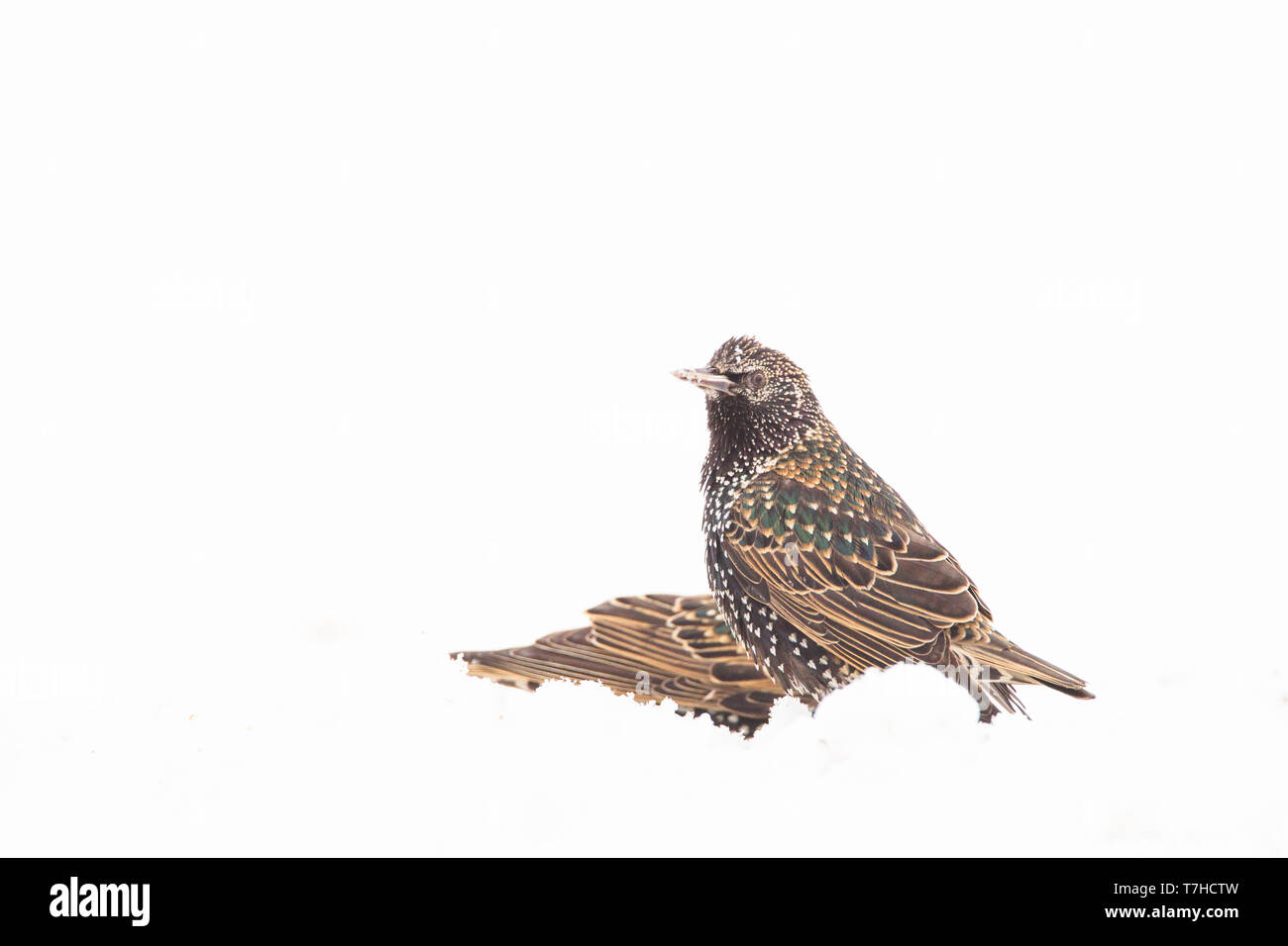 Starling in winter plumage Cut Out Stock Images & Pictures - Alamy