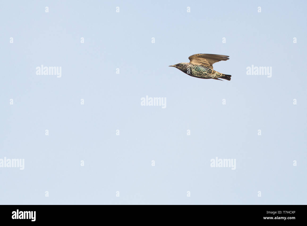 Common Starling on migration Stock Photo - Alamy