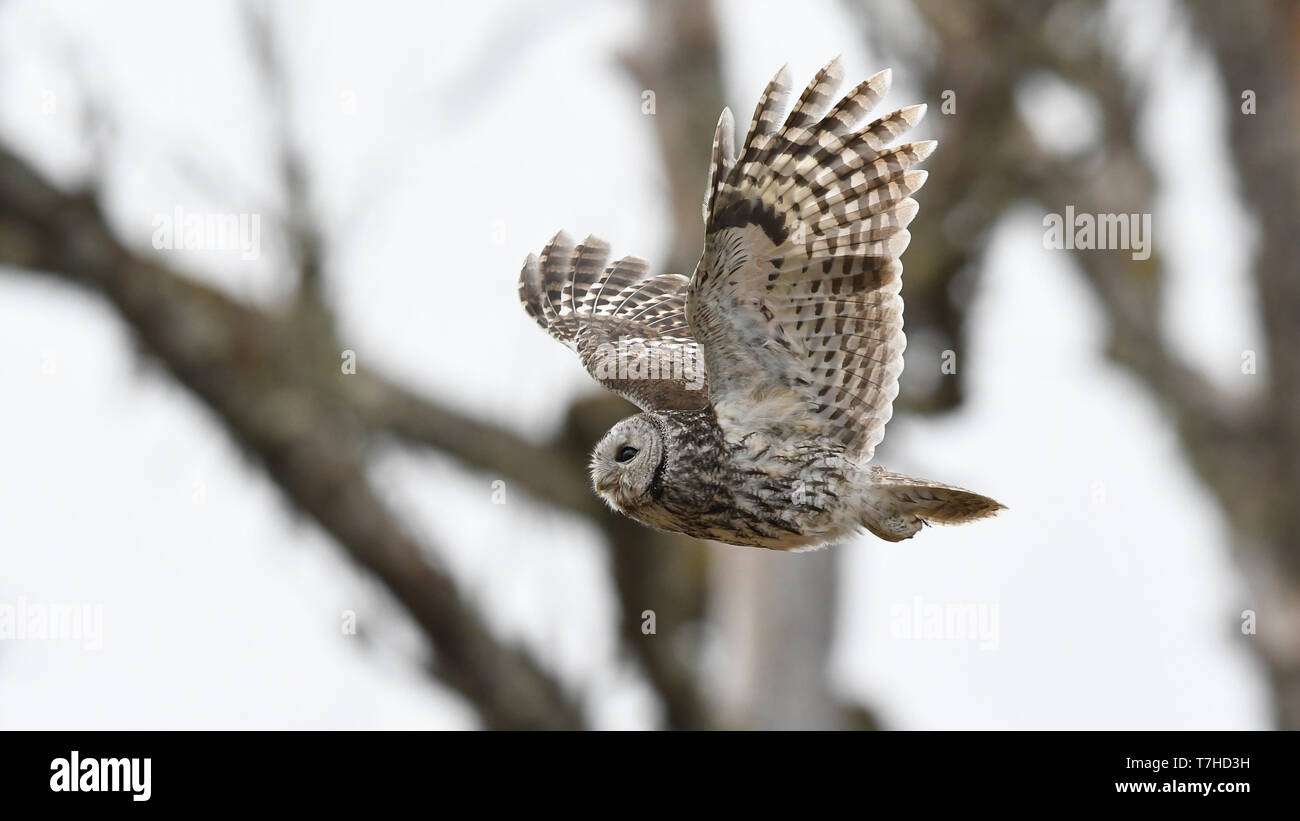 Side view of an adult Tawny Owl (Strix aluco) in flight during the day ...