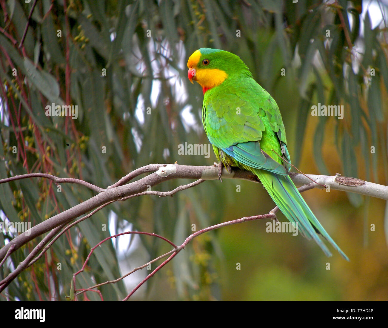 Barrabands parakeet hi-res stock photography and images - Alamy