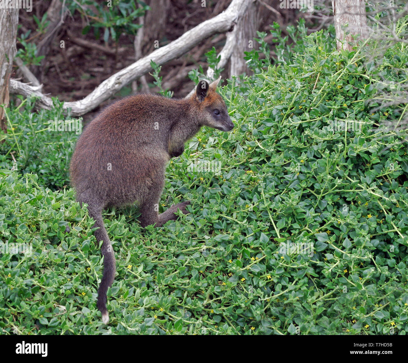 Swamp wallaby hi-res stock photography and images - Alamy