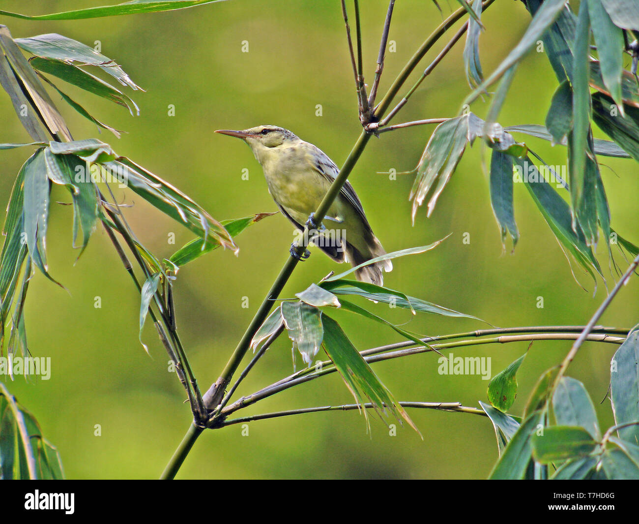 Tahiti reed warbler hi-res stock photography and images - Alamy