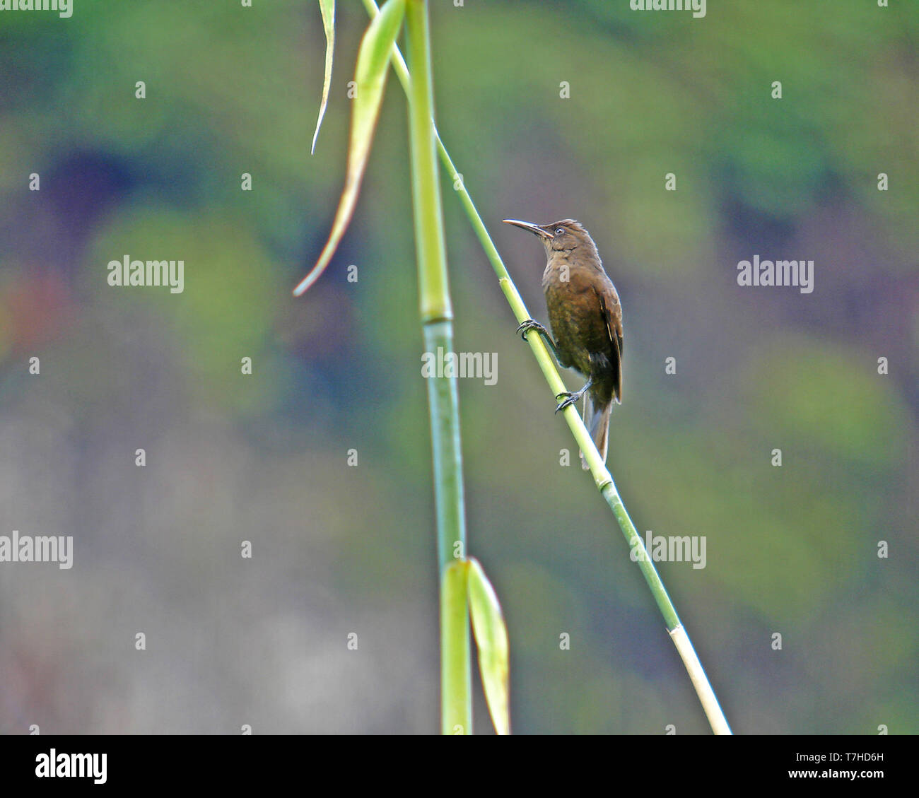 Endangered Tahiti reed warbler (Acrocephalus caffer) perched in ...