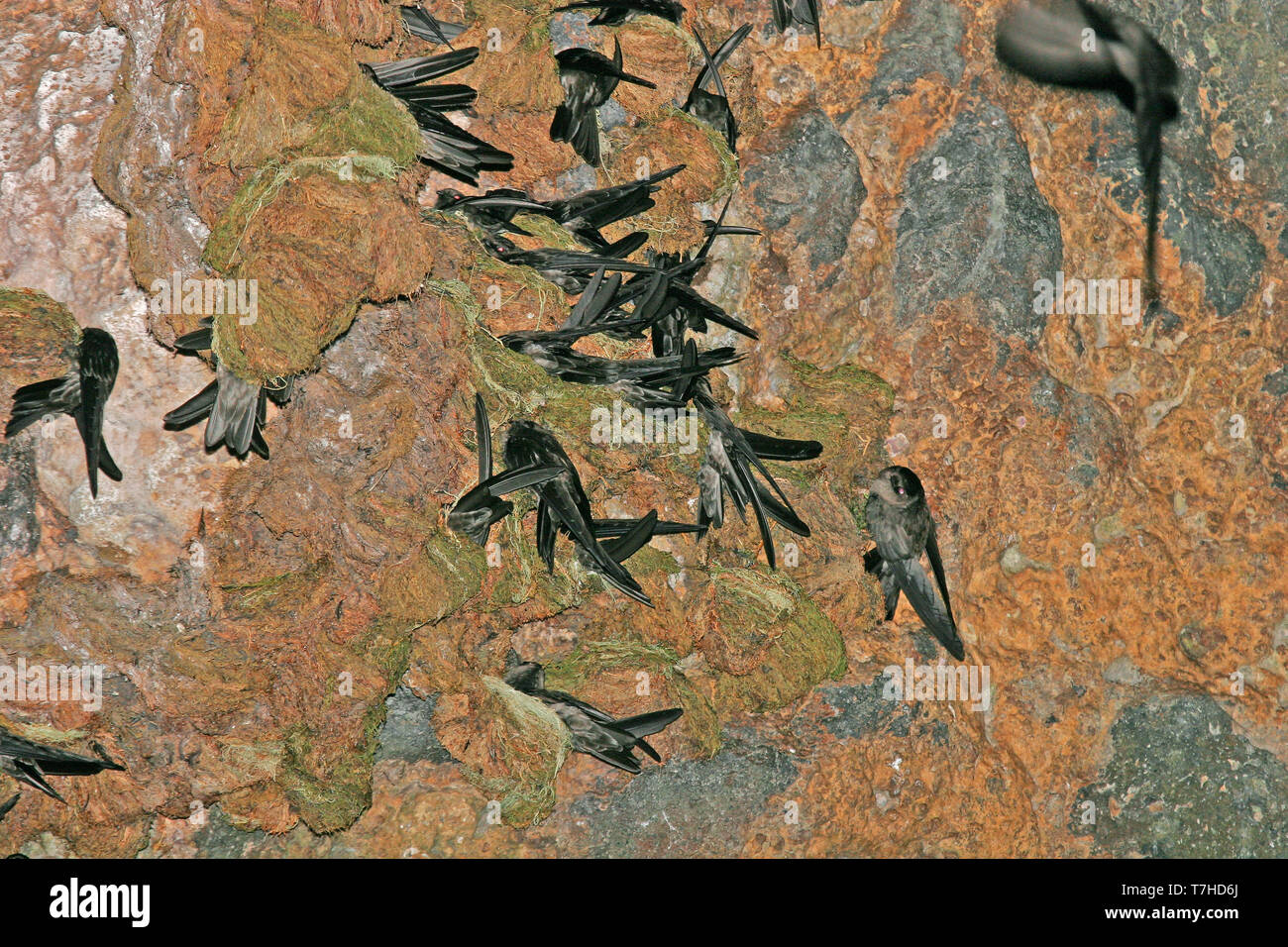 Aerodramus leucophaeus hi-res stock photography and images - Alamy