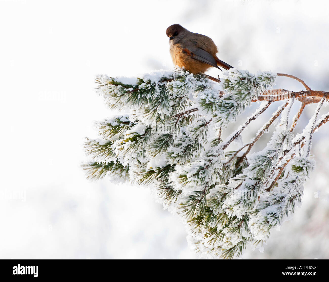 Frozen taiga forest hi-res stock photography and images - Alamy