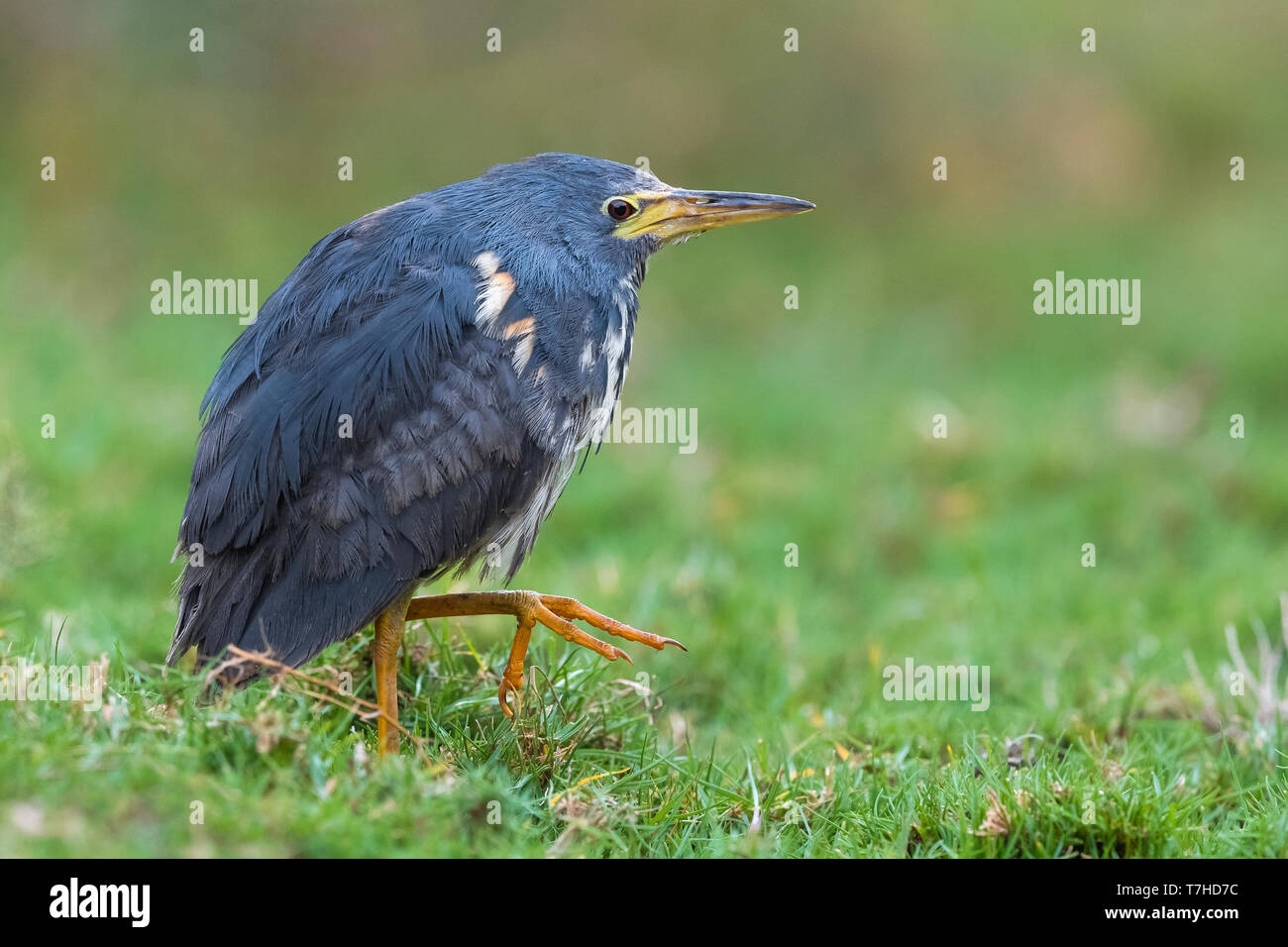 African dwarf bittern hi-res stock photography and images - Alamy