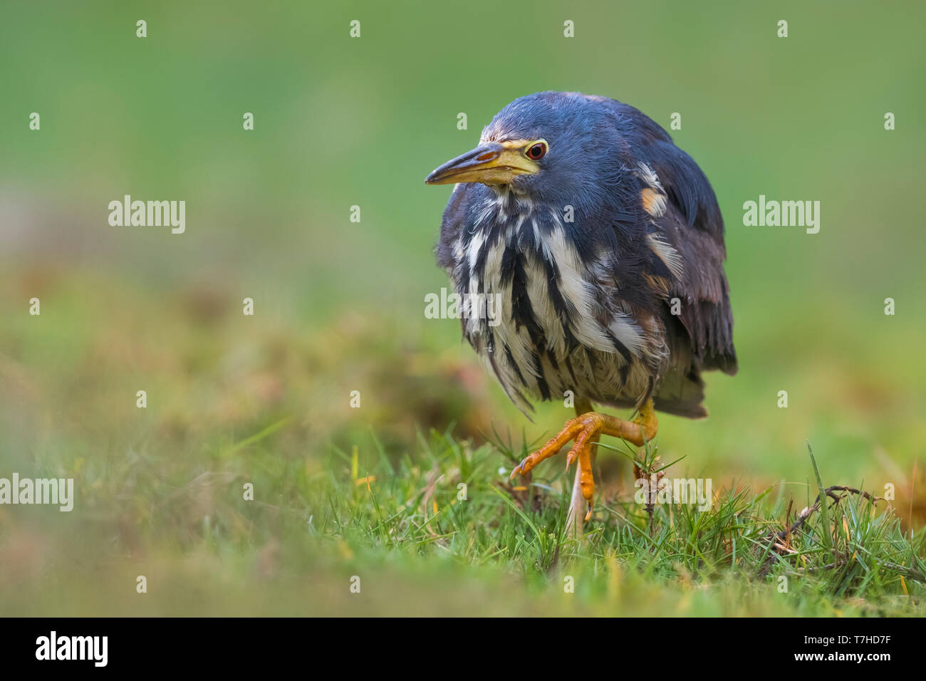 African dwarf bittern hi-res stock photography and images - Alamy