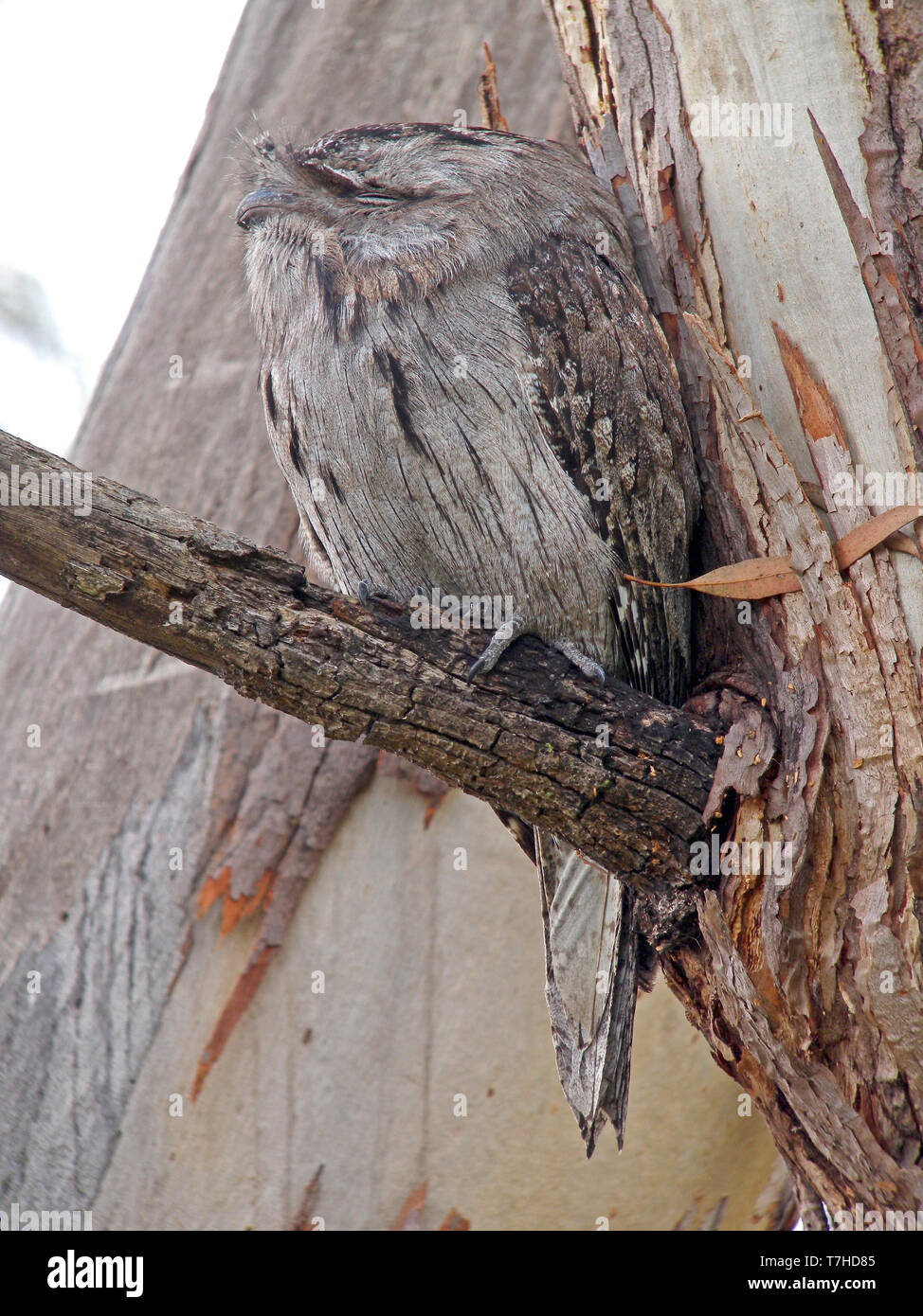 Tawny frogmouth (Podargus strigoides) during daylight perched in tree ...