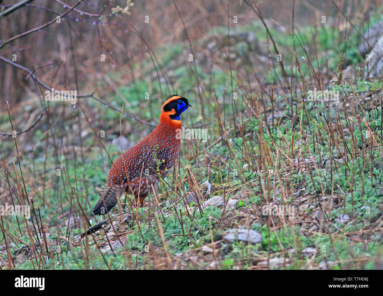 Temminck's tragopan (Tragopan temminckii) adult male in the forest ...
