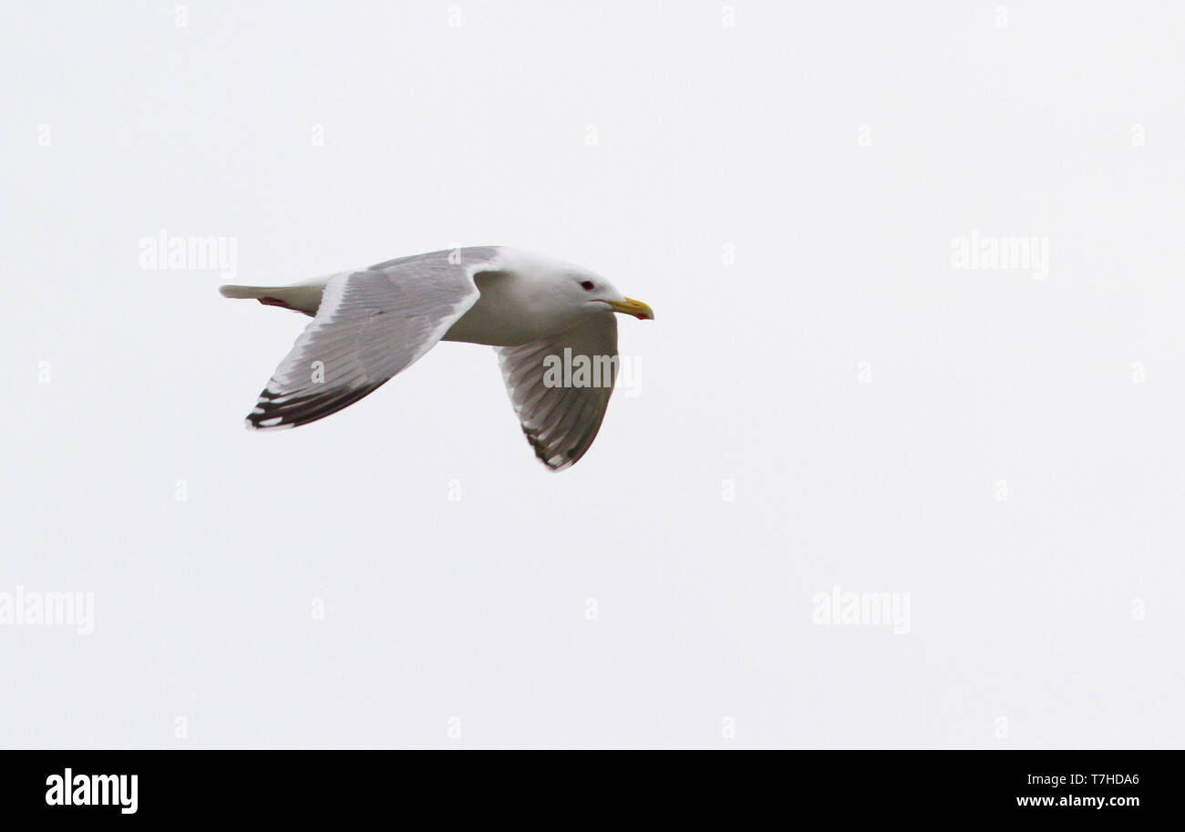 Adult summer Thayer's Gull (Larus thayeri) in flight along the Alaskan ...
