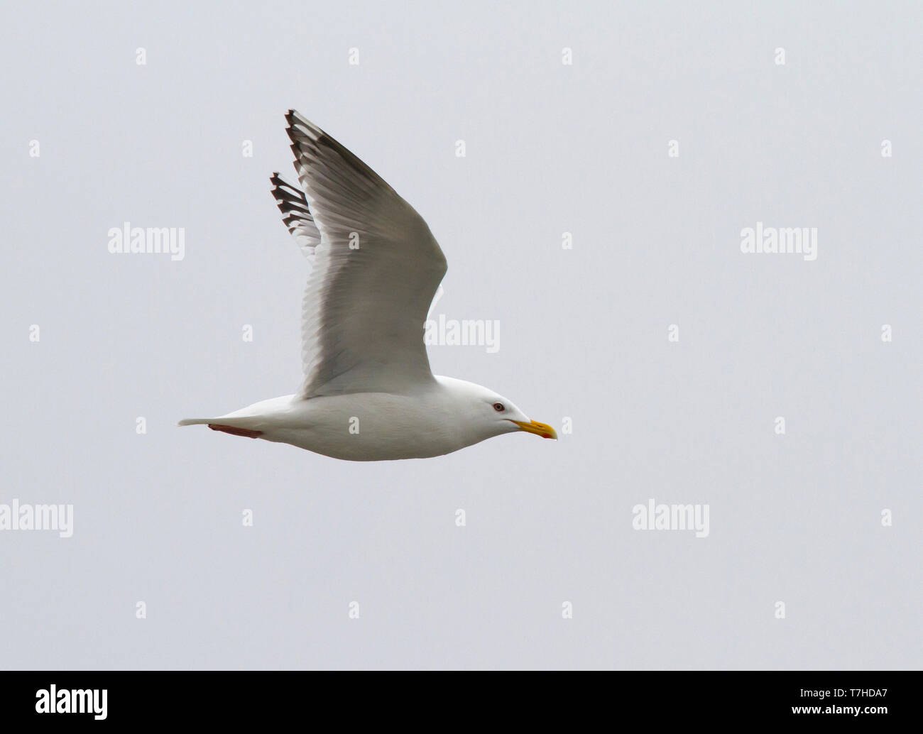Adult summer Thayer's Gull (Larus thayeri) in flight along the Alaskan ...