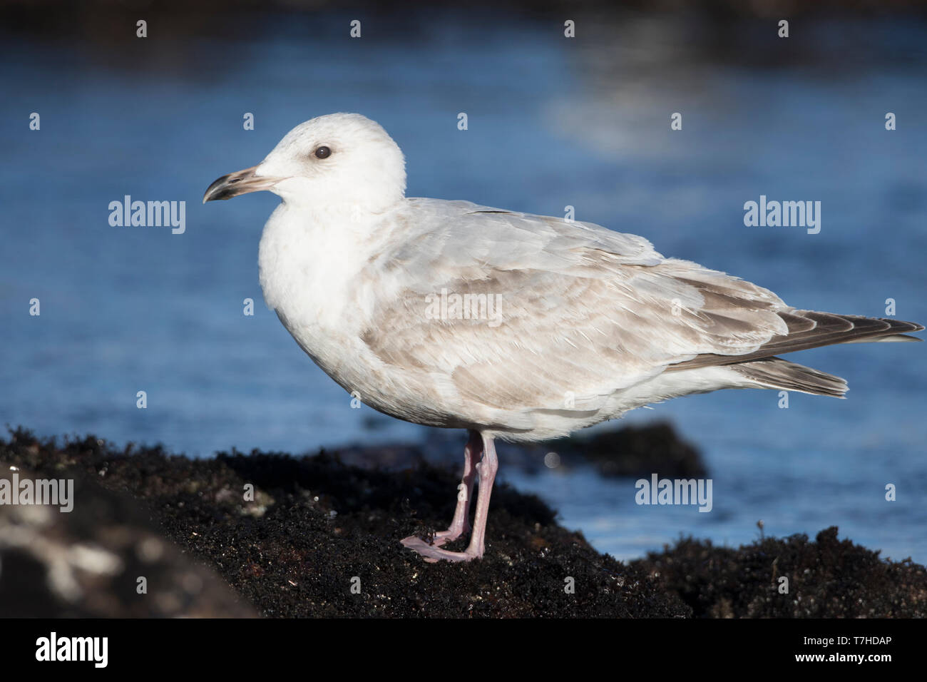 Second-winter Thayer's Gull (Larus thayeri) standing along the ...
