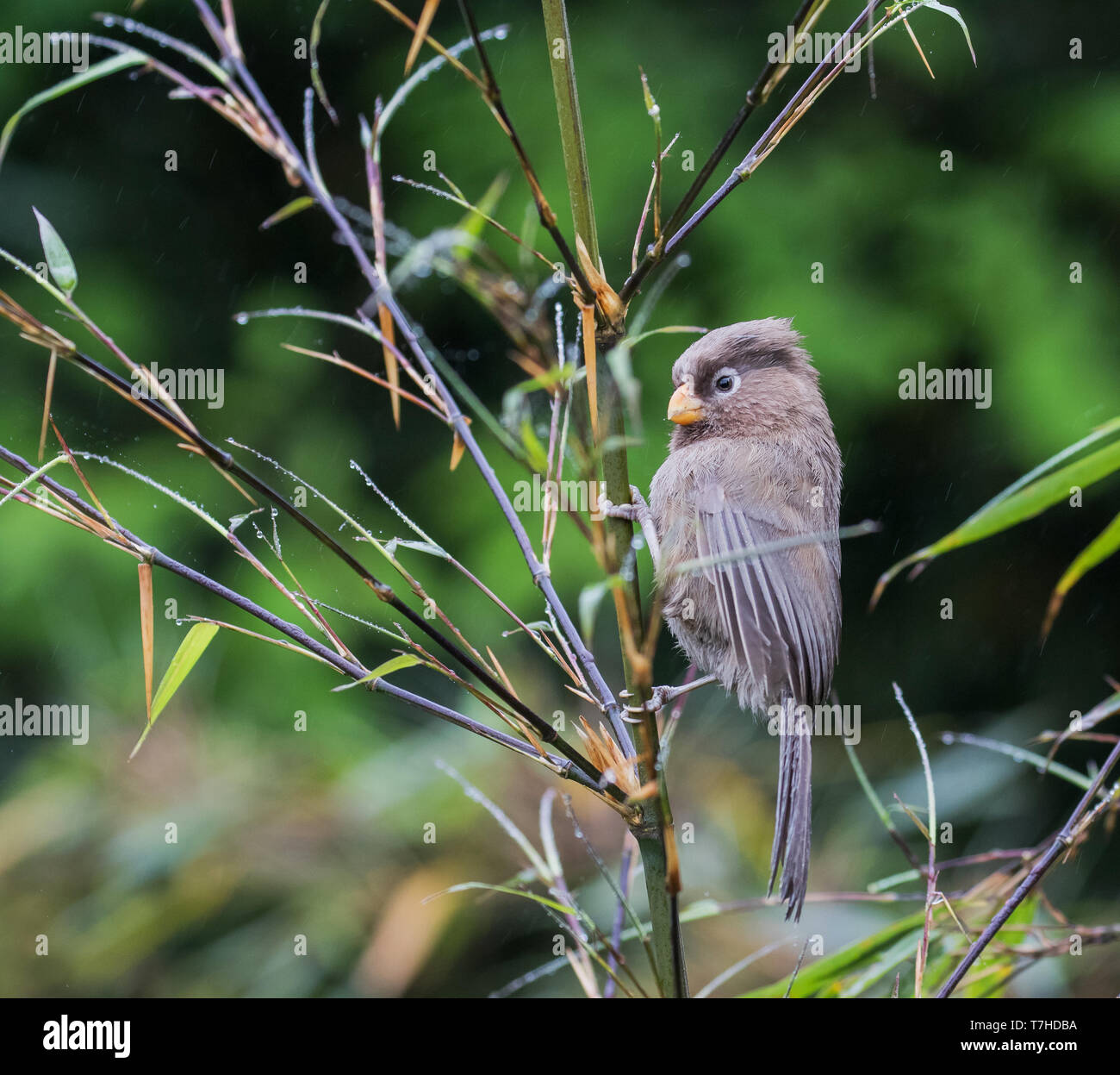 Three toed parrotbill hi-res stock photography and images - Alamy