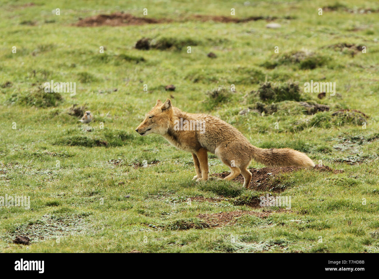 Tibetan fox hi-res stock photography and images - Alamy