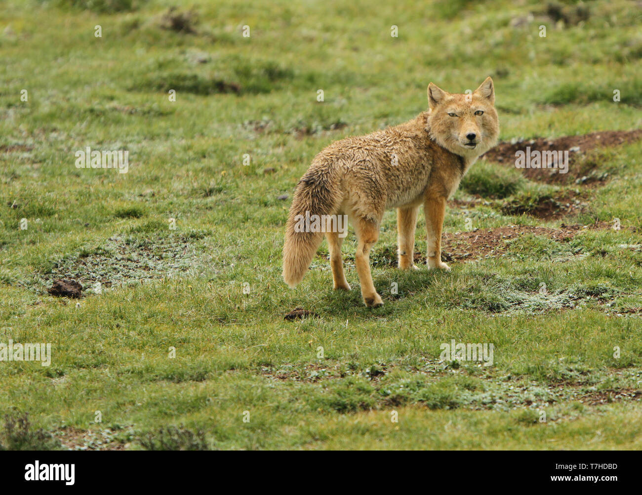 Tibetan fox hi-res stock photography and images - Alamy