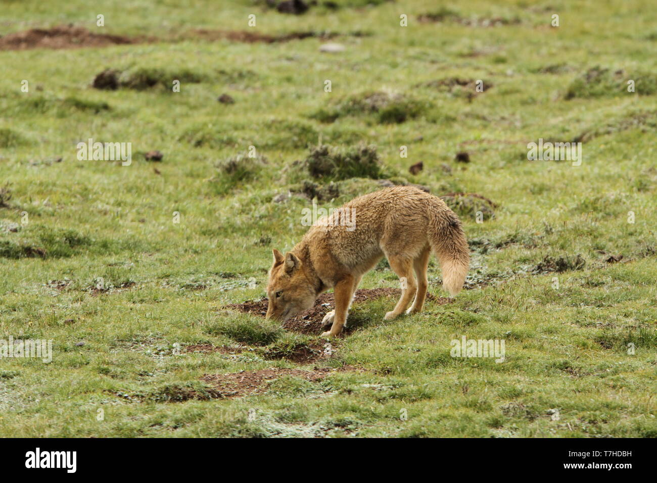 Vulpes Ferrilata
