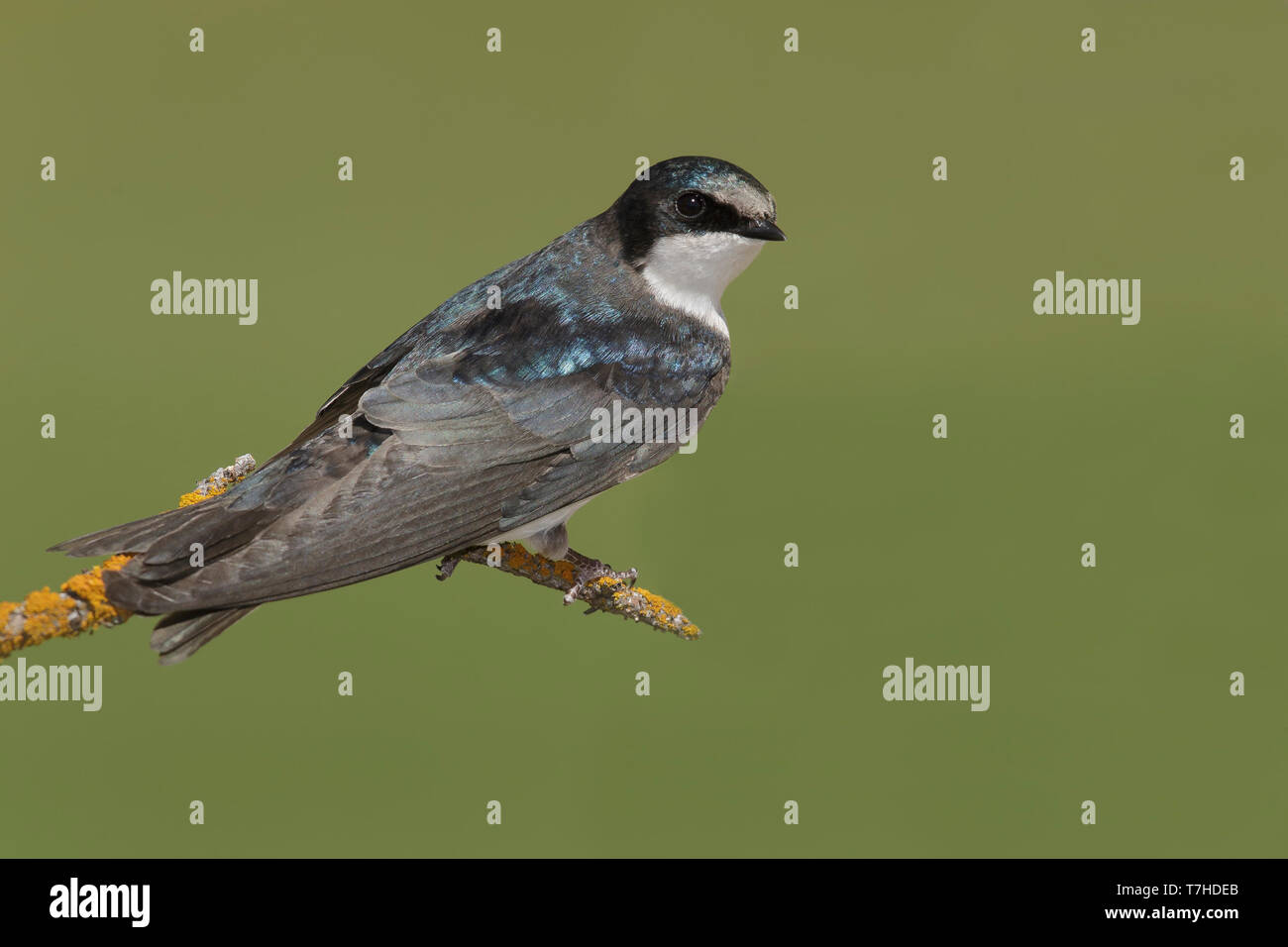 C bicolor hi-res stock photography and images - Alamy