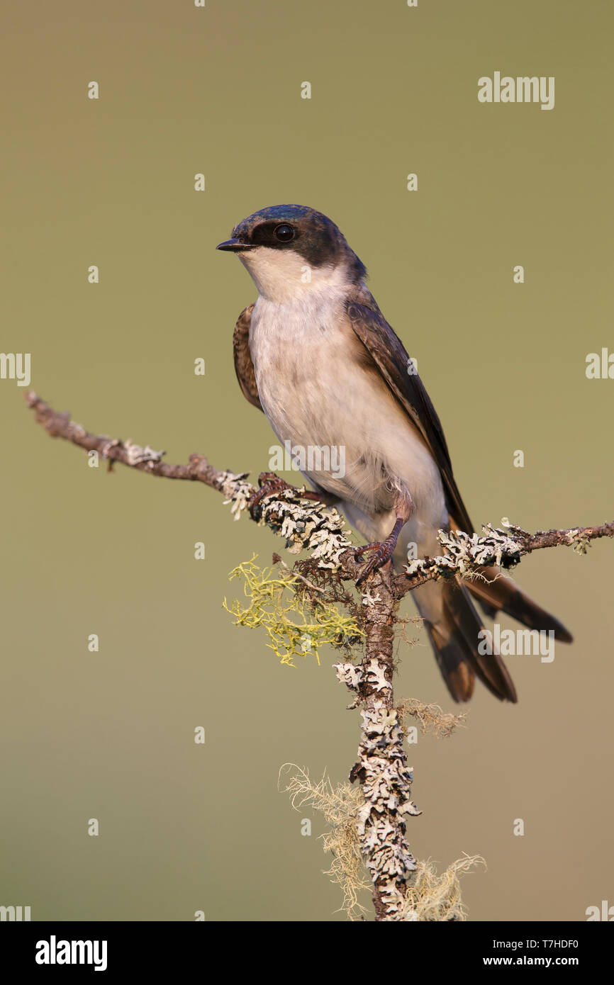 C bicolor hi-res stock photography and images - Alamy